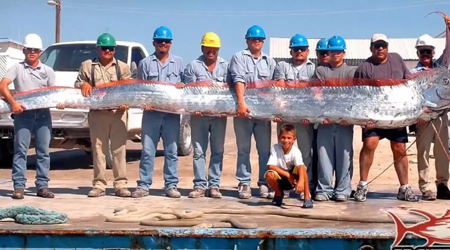 Мори азим Аз рӯи бисёре аз олимоншиносон, мори ҷавони баҳрӣ метавонад ба дарозии ёздаҳ метр бирасад. Сад сол пеш вохӯрӣ бо чунин махлуқ дар баҳри баланд ба маллоҳон мӯйсафедӣ меовард, аммо имрӯз олимон ба фаҳмидани ин махлуқи аҷиб каме наздиктаранд.