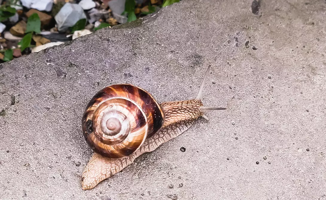 Schneckeninvasion Im Sommer können Schnecken und Nacktschnecken echte Kopfschmerzen bereiten. Wer sieht schon gerne seinen Rasen mit diesen Kreaturen bedeckt? Vergraben Sie eine mit Bier gefüllte Dose vor Ort, damit der Rand bündig mit der Erde bleibt. Die Hefe zieht Schnecken an, die leider vor Gier ertrinken.