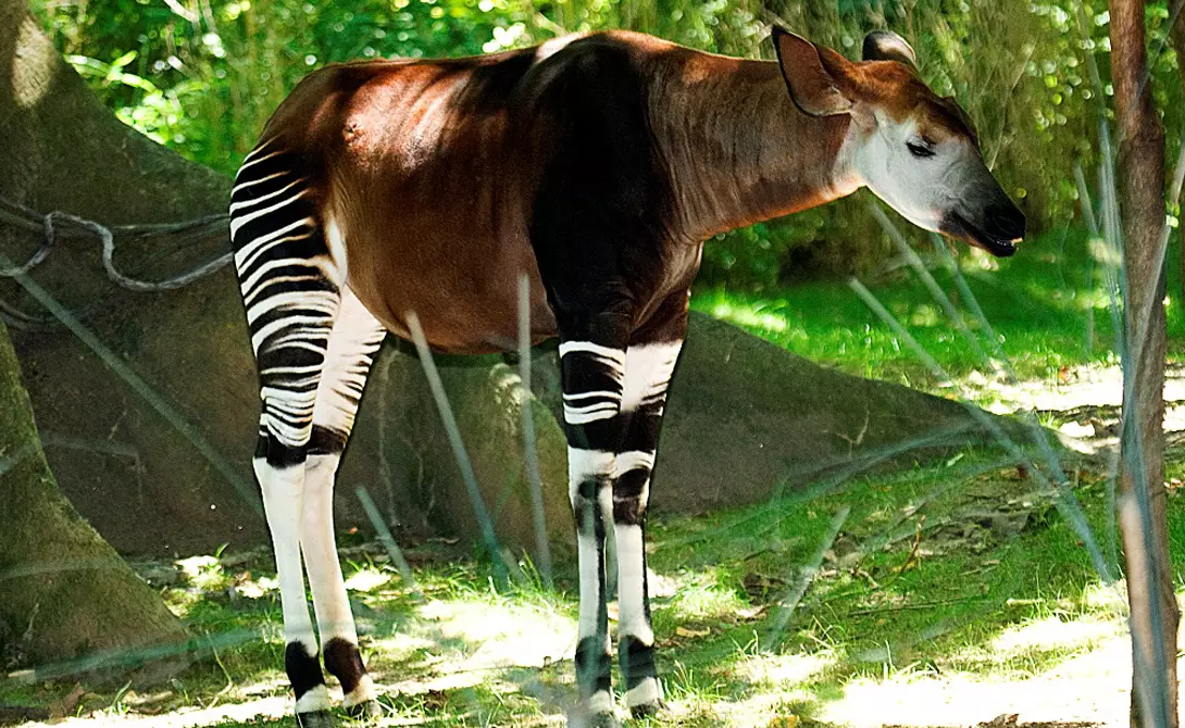 Okapi Et ass schwéier genau ze beschreiwen wéi dëst Déier ausgesäit: okapi schéngt d'Features vu verschiddenen Aarte gläichzäiteg absorbéiert ze hunn. Dës Feature erlaabt him erfollegräich an all Ëmfeld ze passen an sech vu Feinde ze verstoppen. De laangen Hals, wéi eng Giraff, de Kierper vun engem Päerd, an eng Faarf déi un d'Famill mat enger Zebra erënnert - d'Okapi ass sou erstaunlech datt d'Leit (Demokratesch Republik Kongo) se als nationalt Symbol ugeholl hunn.