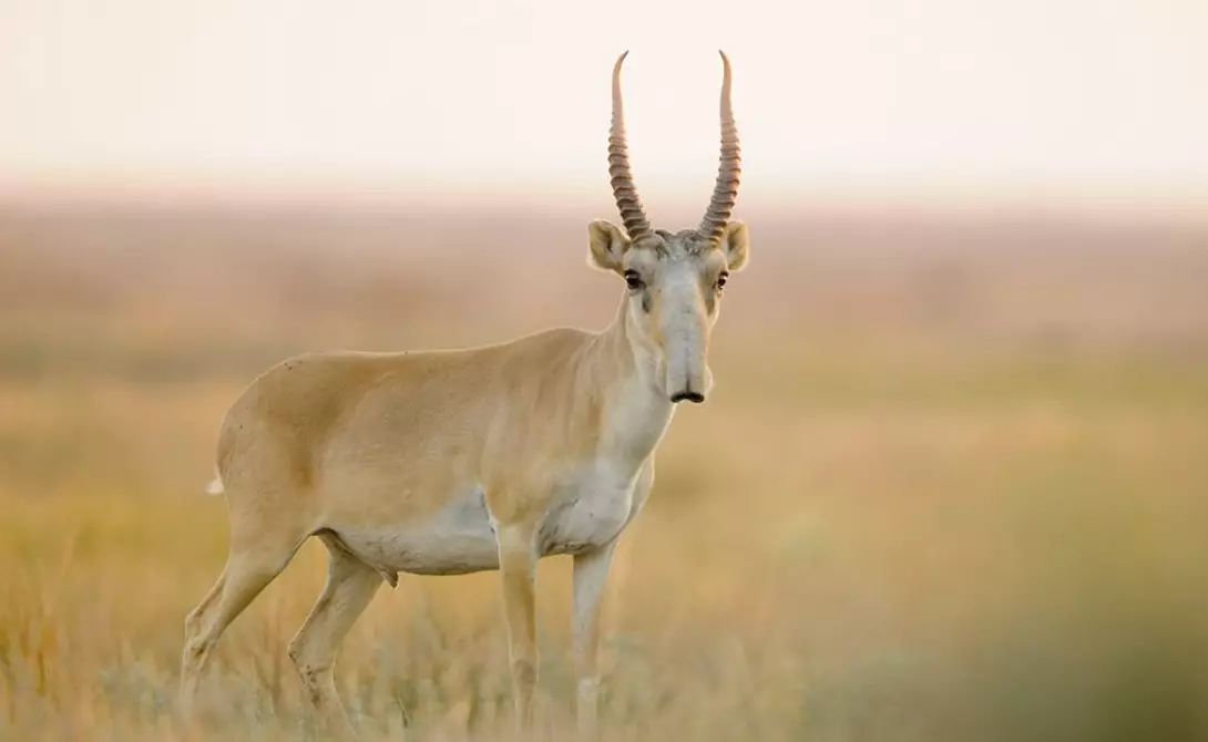 Saiga Een vreemde opbouw op het gezicht van een saiga - een soort luchtfiltratiesysteem. Deze winterharde dieren konden tot op de dag van vandaag overleven vanaf de ijstijd, maar staan ​​nu op de rand van vernietiging. Gelukkig hebben meerdere vzw's tegelijk de nodige maatregelen genomen om de bevolking te behouden: de kans bestaat dat saigas ook onze achterkleinkinderen aan het lachen maakt.