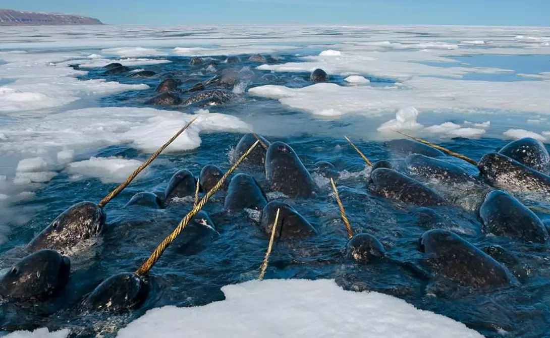 Narwhal Narwhal je postal pravi govor o mestu - zahvaljujoč legendam, ki so jih mornarji sestavili o čudnem morskem samorogu. Pravzaprav je rogovje zob, ki je zrasel skozi zgornjo čeljust. V srednjem veku je veljalo, da je rog morskega samoroga sposoben ozdraviti celo kugo - zato je na svetu ostalo le nekaj deset tisoč narvalov.