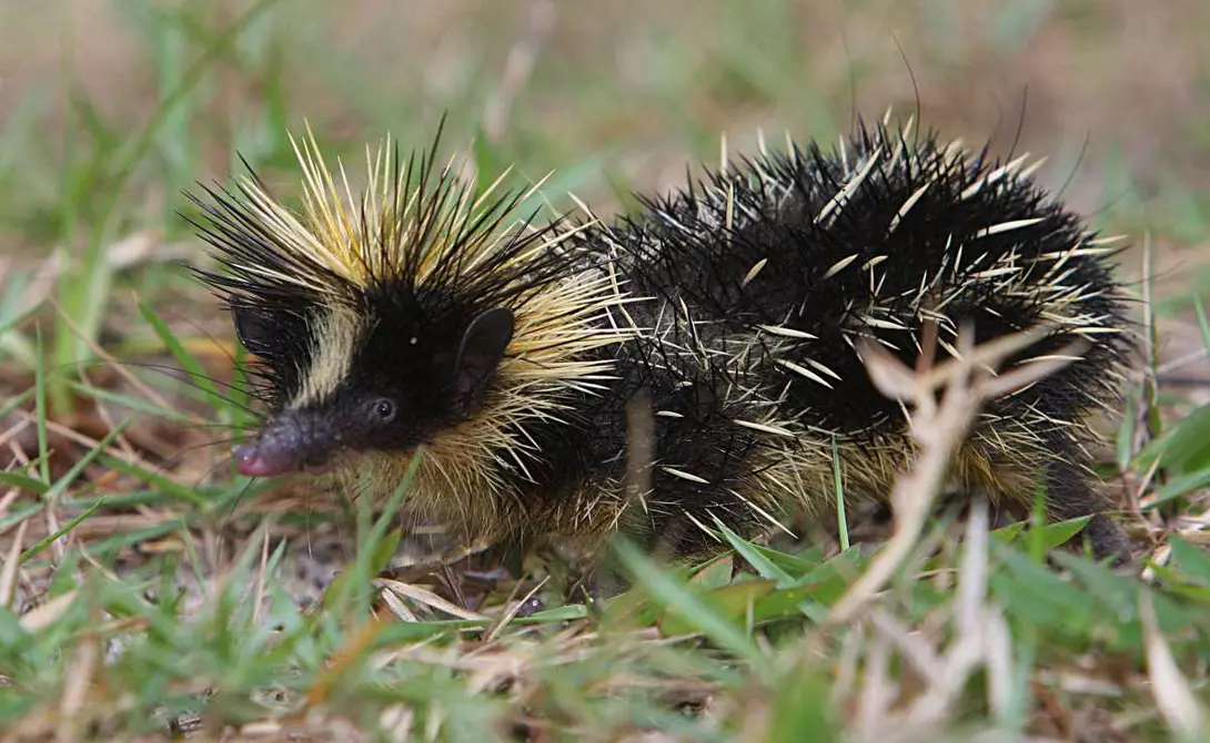 Bristly Igel Fir dëst Déier besser kennen ze léieren, musst Dir op Madagaskar goen. Bristly Igel gesäit aus wéi en Dram fir all Schoulmeeschteren gläichzäiteg: léif, kleng, mat engem konstant erschreckt Gesiicht - gutt, wéi soll een dat net gär hunn. Zousätzlech emittéieren Tenrecs keng Toun hörbar fir eng Persoun: si kommunizéieren mateneen op héijer Frequenzen.