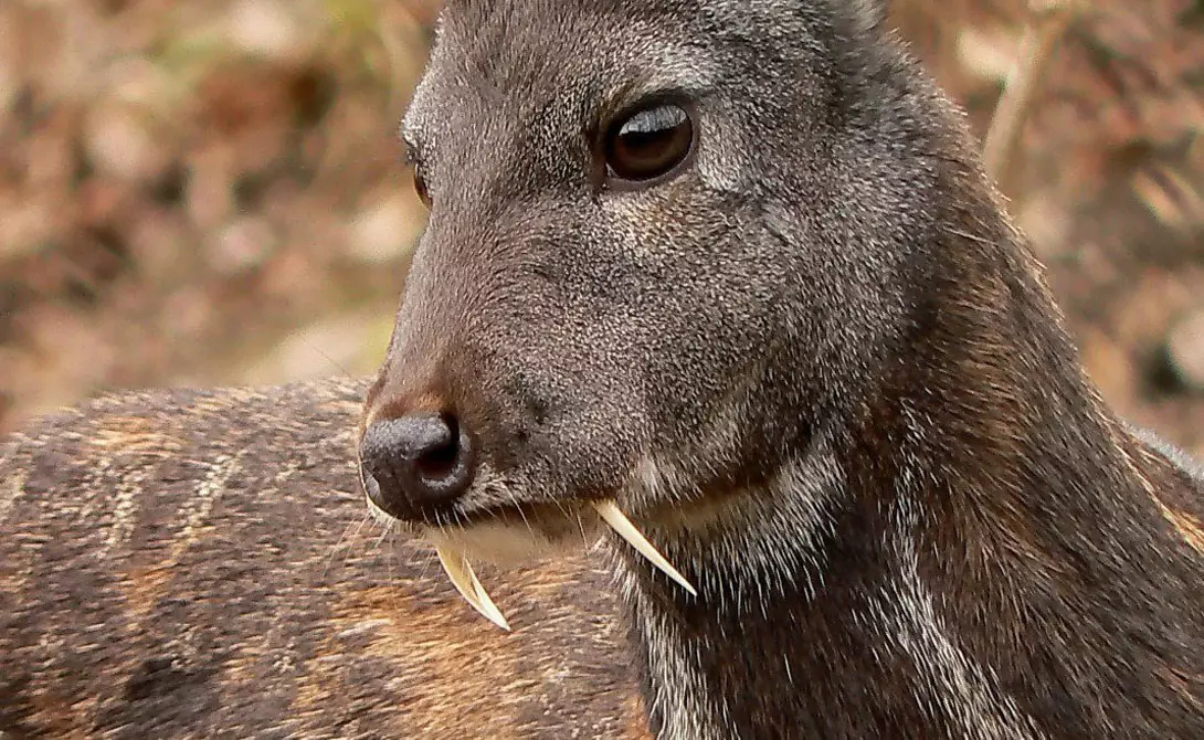 Vampire Stag Vampire Stag är faktiskt bara en färgstark pseudonym som används av lokalbefolkningen för flera arter av myskhjortar. Manliga myskhjortar odlar de längsta hörntänderna, som endast används under parningstiden. Under lång tid ansågs konstiga tappade rådjur vara utdöda. Först i november förra året stötte forskare av misstag på en ensam myskhjort i Afghanistan - vilket innebär att befolkningen fortfarande är bevarad.