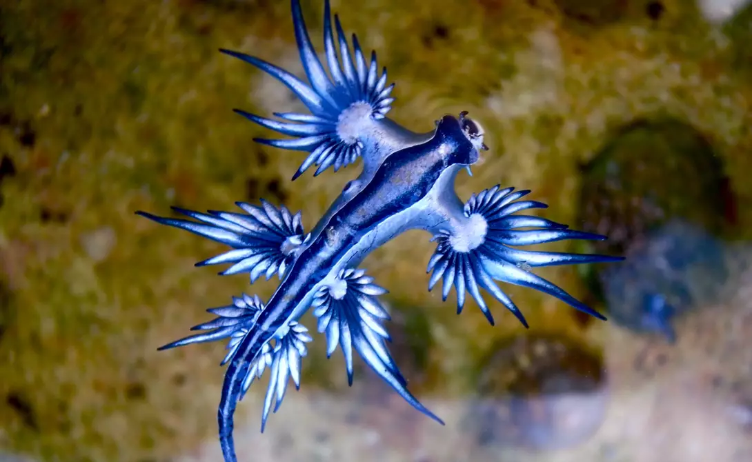 Znanstveniki modrega zmaja so se odločili poimenovati tega čudnega fanta v čast izgubljene Atlantide - Glaucus atlanticus. Modri ​​zmaj je res videti kot neverjeten tujec iz drugih svetov, kar je le njegova svetla barva.