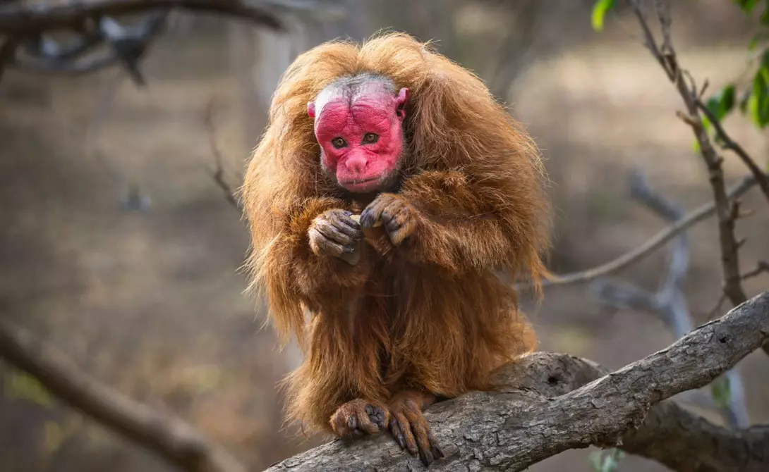 வழுக்கை uakari ஒரு பிரகாசமான சிவப்பு முகம் ஒரு வலுவான கூட்டாளியின் அடையாளமாக கருதப்படுகிறது, ஆனால் வெளிர் முகம் கொண்ட uakari பக்கவாட்டில் உட்கார வேண்டிய கட்டாயத்தில் உள்ளது - இந்த நிறம் உடல்நலப் பிரச்சினைகளைக் குறிக்கிறது. Uakari மிகவும் வளர்ந்த சமூக அமைப்பைக் கொண்டுள்ளது மற்றும் குறிப்பிட்ட நோக்கங்களுக்காக பெரிய மந்தைகளில் கூடும்.