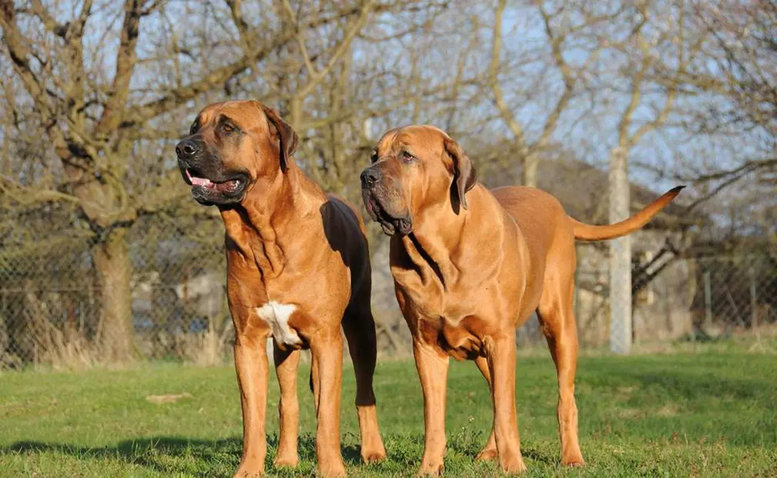 Tosa Inu Tosa Inu is een enorme hond. Het ras is oorspronkelijk bedacht als een vechtras, het humeur van honden is erg cool. Eigenlijk is het zo cool dat het in sommige landen gewoon illegaal is om Tosa Inu te bezitten.