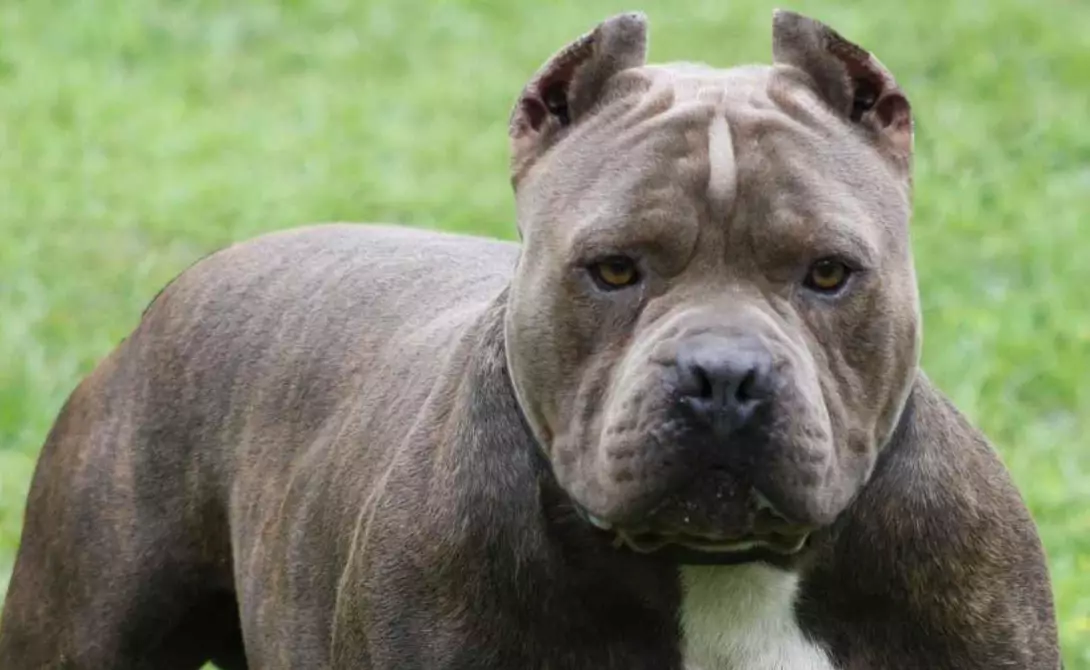 Pit Bull Ni ibẹrẹ, akọ malu ọfin ni a pinnu fun bibu awọn akọmalu ati beari - ṣe o le fojuinu kini iru -ọmọ yii lagbara? O jẹ ọkan ninu awọn iru aja ti o lewu julọ. Ni gbogbo agbaye, awọn akọ malu ọfin ni a lo ninu awọn ija aja.