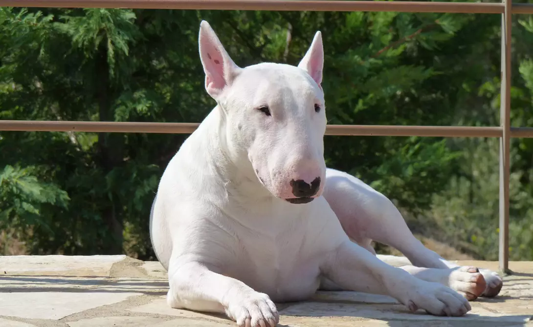 I-Bull Terrier Olu luhlobo ludume ngokungalawuleki. Inkunzi yenkomo, kwanasemva koqeqesho, inokuhlasela umniniyo - singathini ngabantu abangaqhelekanga.