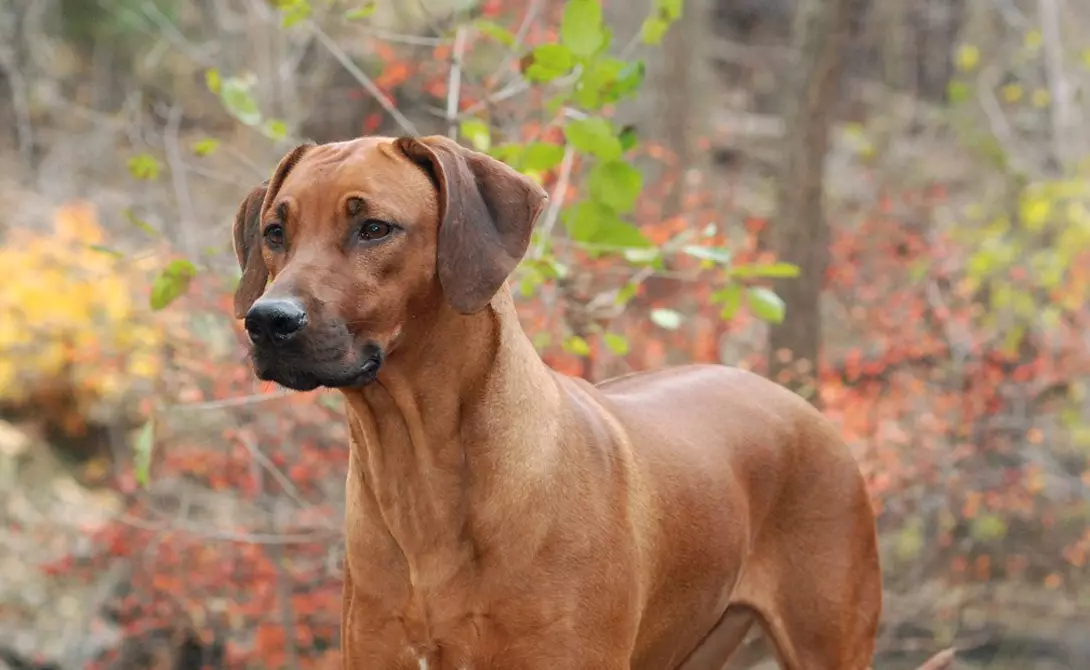 Rhodesian Ridgeback hundur frá Suður -Afríku var ræktaður með aðeins einn tilgang: að reka ljón frá bráðinni sem eigandinn drap. Ridgeback er mjög greindur og hollur hundur, hins vegar bregst hræðilega við ókunnugum. Það er nauðsynlegt að sýna þrautseigju og sjálfstraust meðan á þjálfun stendur: auka hróp getur vel kostað bawler stykki af hendi hans.