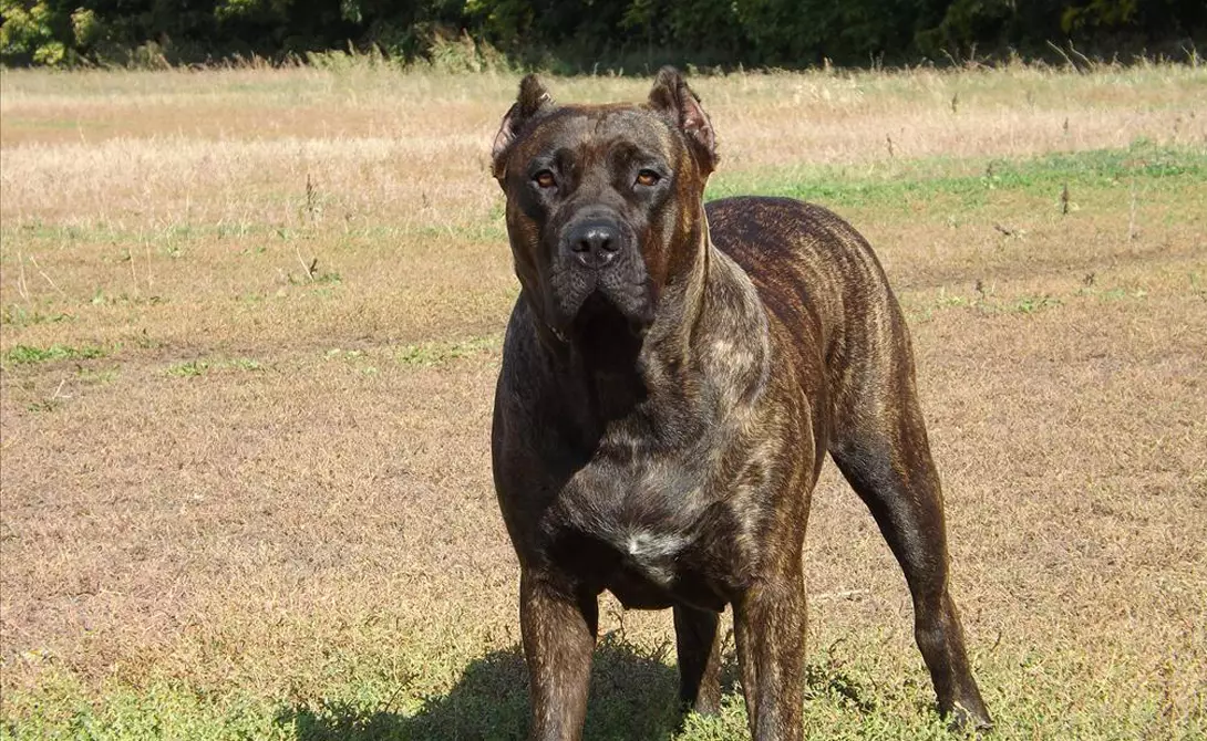 Dogo Canary Dit is een grote hond die is ontworpen voor het werken met vee in het veld. De kanariehond vereist vroege castratie en constante training: anders zal het karakter van de hond erg agressief zijn.