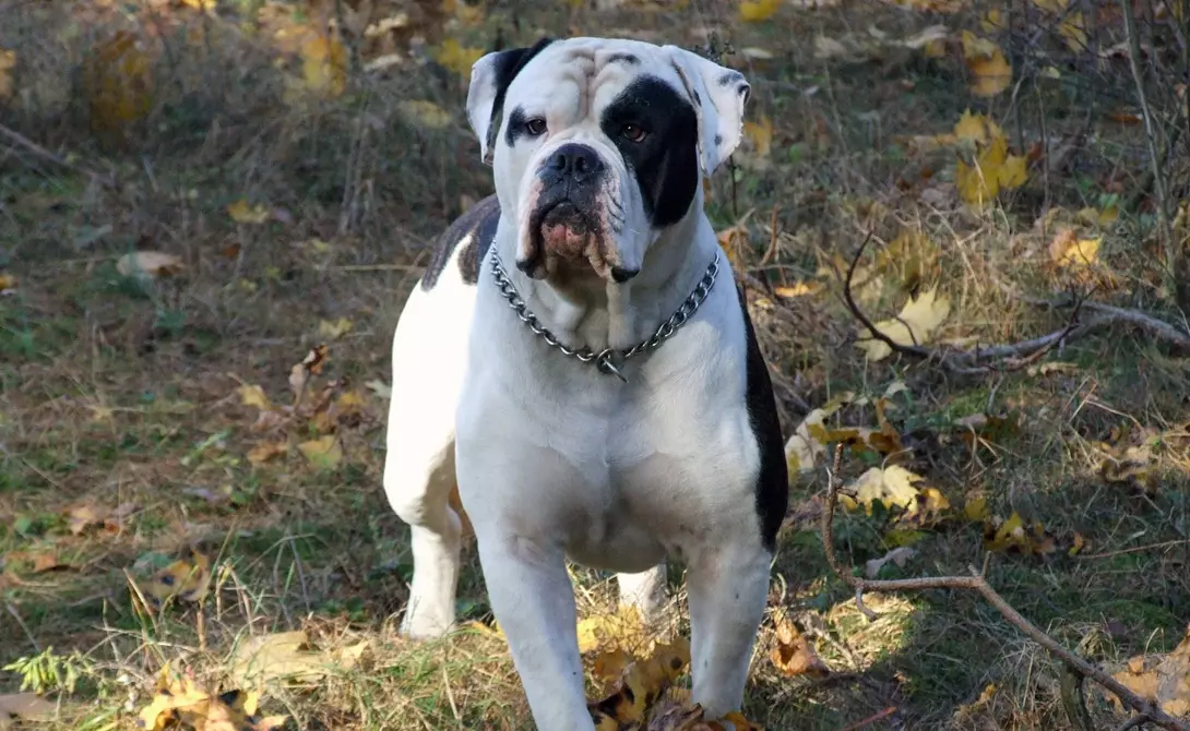 American Bulldog O American Bulldog é un can pesado e torpe. Son coñecidos pola súa simpatía, con todo, non te afalagan. A teimosía innata pode facer que un can ataque ata ao seu dono; por que, din, non me das o meu xoguete favorito?