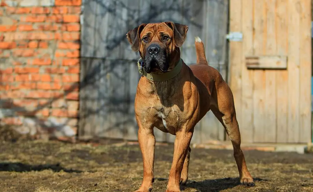 Boerboel Boerboel is ook vanuit Zuid-Afrika naar de wereld gekomen. Deze hond is een uitstekende bewaker, in staat om het huis te beschermen tegen de meest wrede inbreker. De hond is extreem loyaal aan de eigenaren, maar hij heeft de neiging om een ​​hekel aan iedereen te hebben - tot een onvoorspelbare aanval toe.