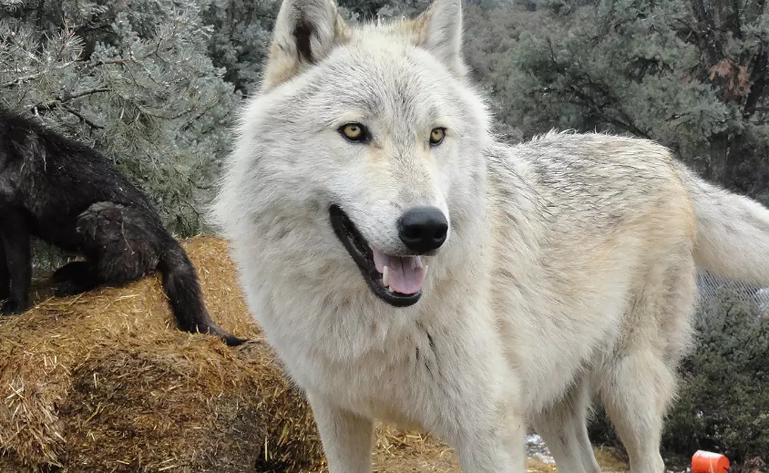 Volkosob Zoals de naam van het ras al doet vermoeden, is dit een hybride van een wolf en een hond. Bijgevolg bezitten wolfshonden een reeks genen die een onvoorspelbaar, gevaarlijk soort gedrag vormen. Dergelijke honden worden voor militaire doeleinden gebruikt, maar het is toch wat vreemd om een ​​wolfhond in huis te hebben.