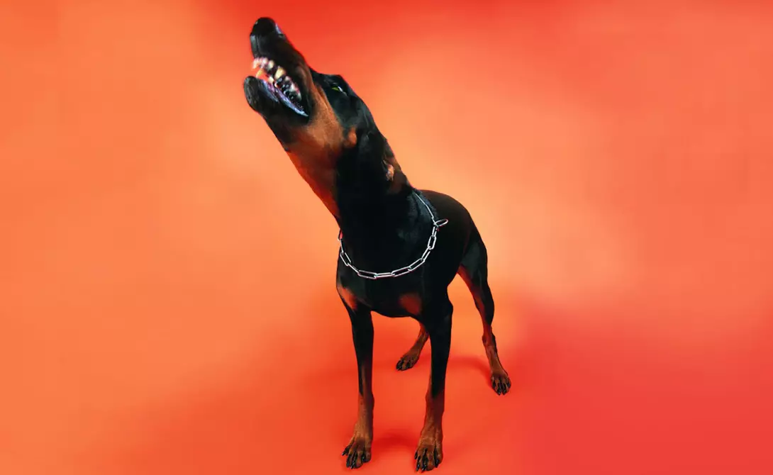 Doberman Pinscher Frægur fyrir gáfur sínar, stalkahæfileika og baráttu eiginleika, Doberman Pinscher er samt ekki besti hundurinn til að gæta fjölskyldu. Árásargirni Doberman er óútreiknanleg og gæti vel snúist gegn eigandanum.