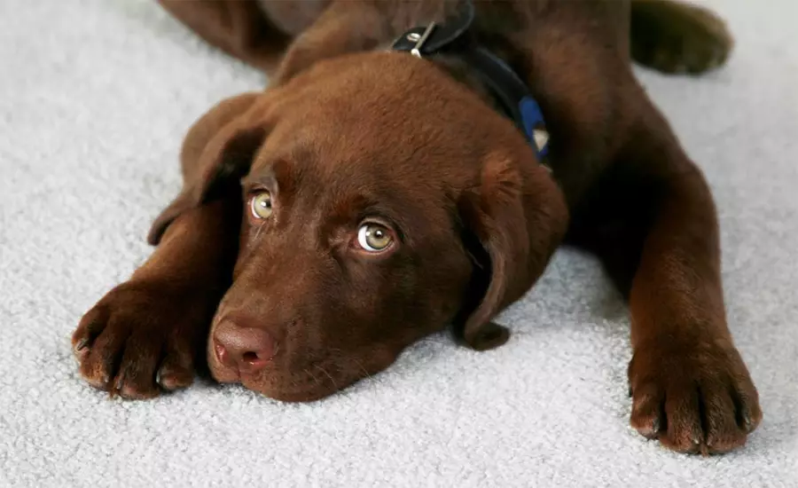 Le chien et le tapis Si votre toutou bien-aimé a trempé un tout nouveau tapis persan cher, vous ne devriez pas tirer les cheveux sur votre tête et frapper dans la poitrine. Utilisez du bicarbonate de soude ordinaire pour éliminer les taches et les odeurs nauséabondes. Verser sur les lieux, attendre que le liquide soit absorbé, passer l'aspirateur.