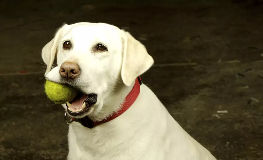 Anjing sareng tuangeun Upami piaraan anjeun tuang siga henteu nyalira, teras anjeunna nyalira sangsara tina ieu, nempatkeun bal ténis dina mangkokna sareng tuangeun. Ieu bakal maksa sato galak sareng masihan beuteung na pisan dibutuhkeun.