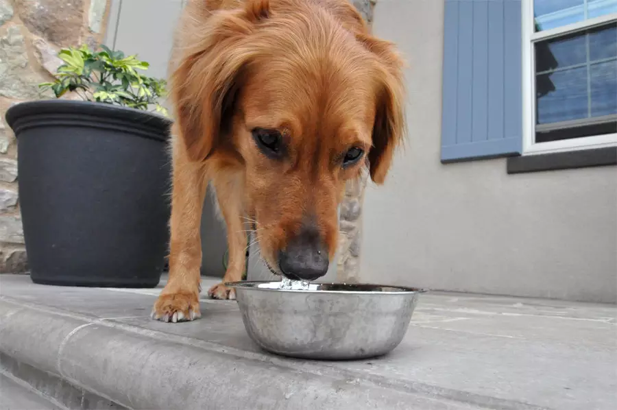 Hond an Glace Am waarme Summer hutt Dir et wuel egal wéi ofkillt andeems Dir Glace an Eemere iesst. Firwat ass Ären Hond méi schlecht? Setzt Pouletfleesch an Äppelplacken am Frigo an zerwéiert et bei Ärem Déier fir de Mëttegiessen. Vertrau mir, hie wäert dëse leckere gekillte Plëséier gär hunn.