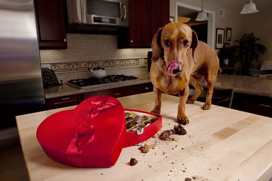 Le chien et non La liste des aliments nocifs pour les chiens ne s'arrête pas au chocolat. Soit dit en passant, ils ne devraient pas également consommer de raisins (conduit à une insuffisance rénale), de pêches, d'oignons et d'ail. Ces deux derniers peuvent provoquer une anémie (endommagement des cellules sanguines) chez votre animal de compagnie, alors ne plaisantez pas à ce sujet. Rappelons que l'alcool est également contre-indiqué pour les chiens. J'espère ne pas expliquer pourquoi ?