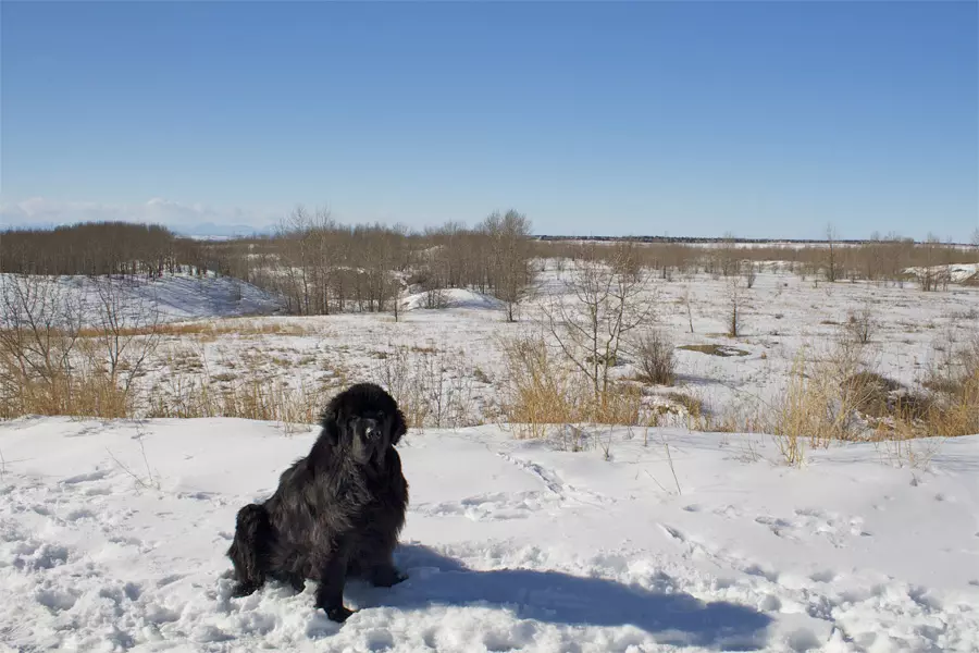 Chien et vaseline Et pendant les mois d'hiver, avant de vous promener avec un ami à quatre pattes, prenez soin de sa santé. Les pattes de chien, tout en ressemblant à des gants en cuir laineux et résistants, peuvent également souffrir d'engelures, tout comme vos membres glabres. Ne soyez pas paresseux et enduisez votre ami de vaseline avant de marcher. Et il n'y a rien de drôle à cela.