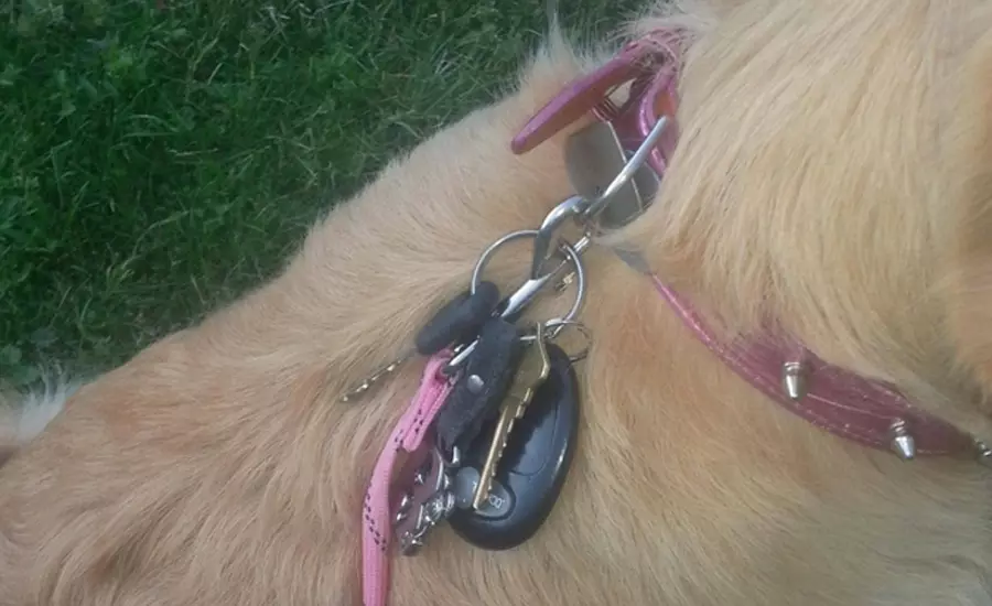 Chien et effets personnels Pas assez de poches pour un gros trousseau de clés en promenade ? Attachez-les avec un mousqueton au collier du chien. L'essentiel maintenant est de ne pas perdre le chien.