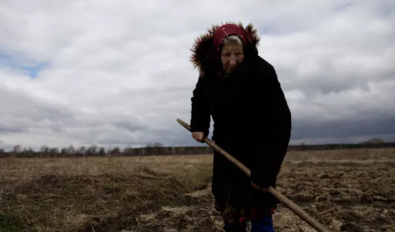 Tahap radiasi yang sangat tinggi telah dijumpai pada susu, cendawan liar, buah beri dan daging. Khususnya, sampel susu yang diambil dua ratus kilometer dari Chernobyl mengandungi cesium-137 yang sama, kepekatannya melebihi had maksimum yang dibenarkan untuk orang dewasa.