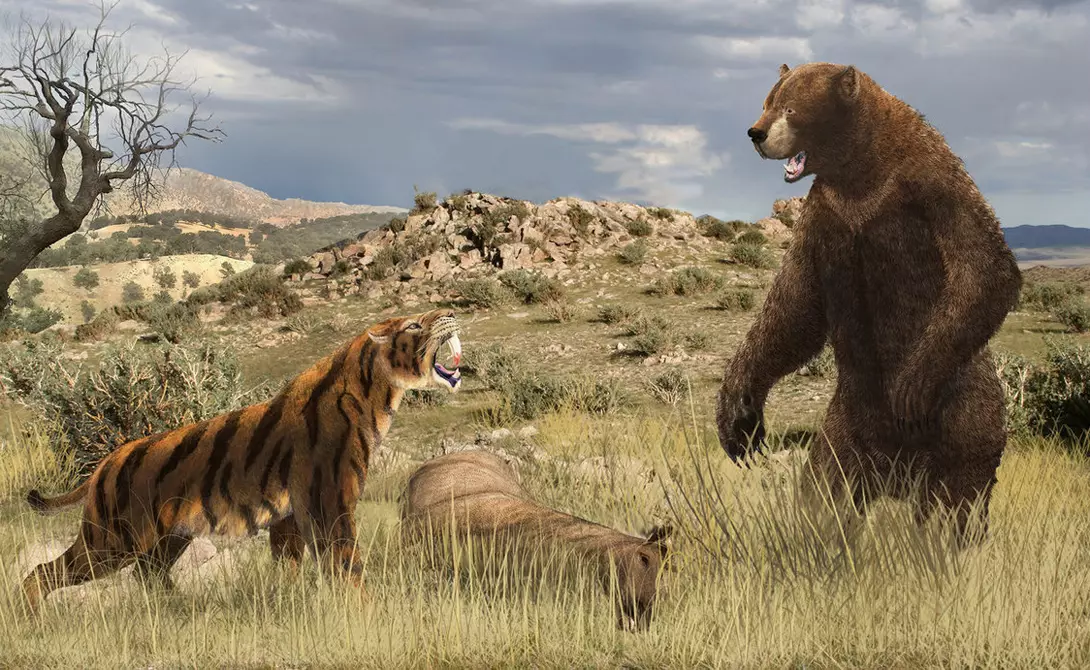 Arctodus Şu anda gezegendeki en büyük ayılar Kutup Ayısı ve Alaska Kodiak'tır. Her iki canavar da bir ton ağırlığındaki antik dev Arctodus'a kıyasla Winnie the Pooh'un bir taslağı gibi görünüyor. Bu inanılmaz ayı, yaklaşık 11.700 yıl önce Buz Devri'nde yaşadı.