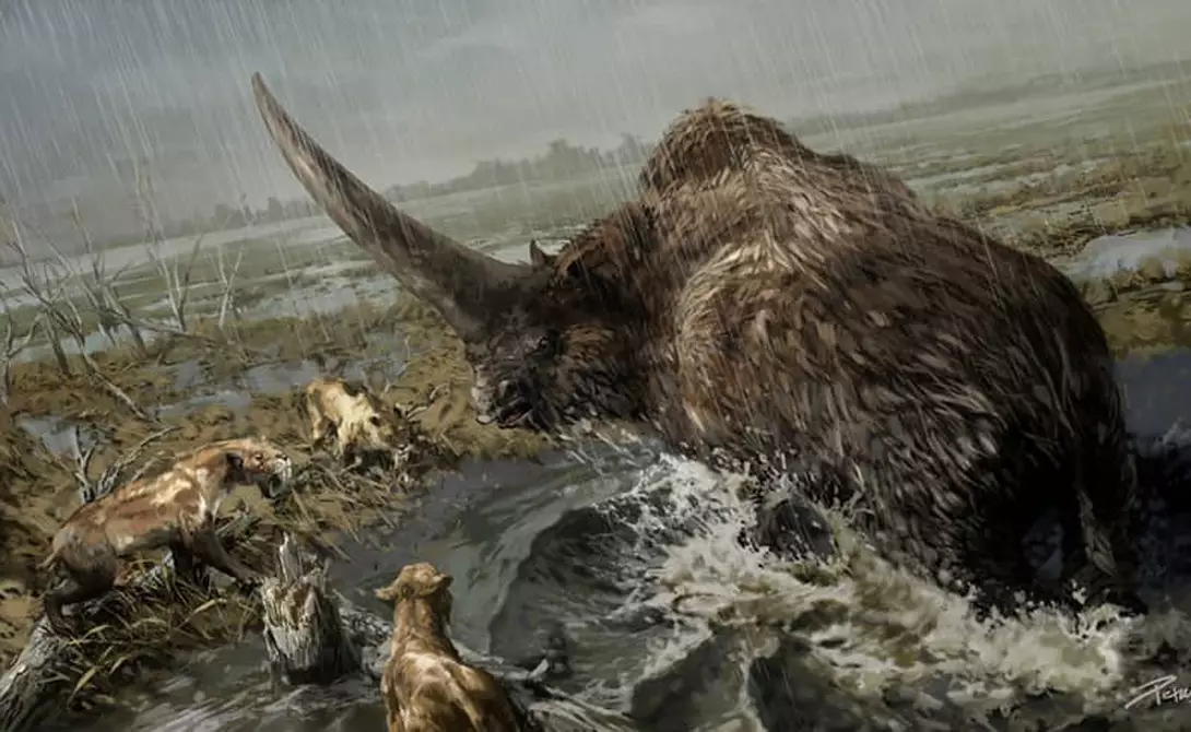 Elasmotherium Die prehistoriese neef van die renoster Elasmotherium weeg vier ton en het 'n horing van anderhalf meter lank. Die eenhoring uit die maagd se vreeslike nagmerries het eers aan die einde van die ystydperk verdwyn, sodat ons verre voorouers die plesier gehad het om dit met hul eie oë te oorweeg.