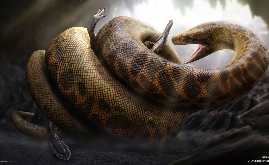 Titanboa Adakah anda takut dengan ular? Maka godzilla dunia reptilia ini semestinya membuat anda menggigil. Ular tiga puluh meter meluncur ke seluruh planet sekitar 60 juta tahun yang lalu, yang masih menjadi pemburu hutan yang dalam dan sungai kecil.