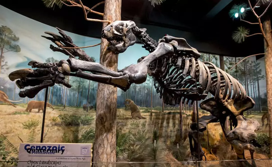 Megatherium sloths za kisasa sio zaidi ya wanyama wazuri na wasio na maana, wakitumia wakati wao wote katika usingizi mtamu. Wanasayansi bado wanashangaa juu ya jinsi wanyama hawa wangeweza kutoka kwa megaterium kubwa, ambayo ilikuwa na urefu wa mita 10 kutoka kichwa hadi mkia na uzani wa tani 4. Paleontologists wamegundua kwamba megatherium ilitembea kwa miguu miwili na kula majani ya miti.