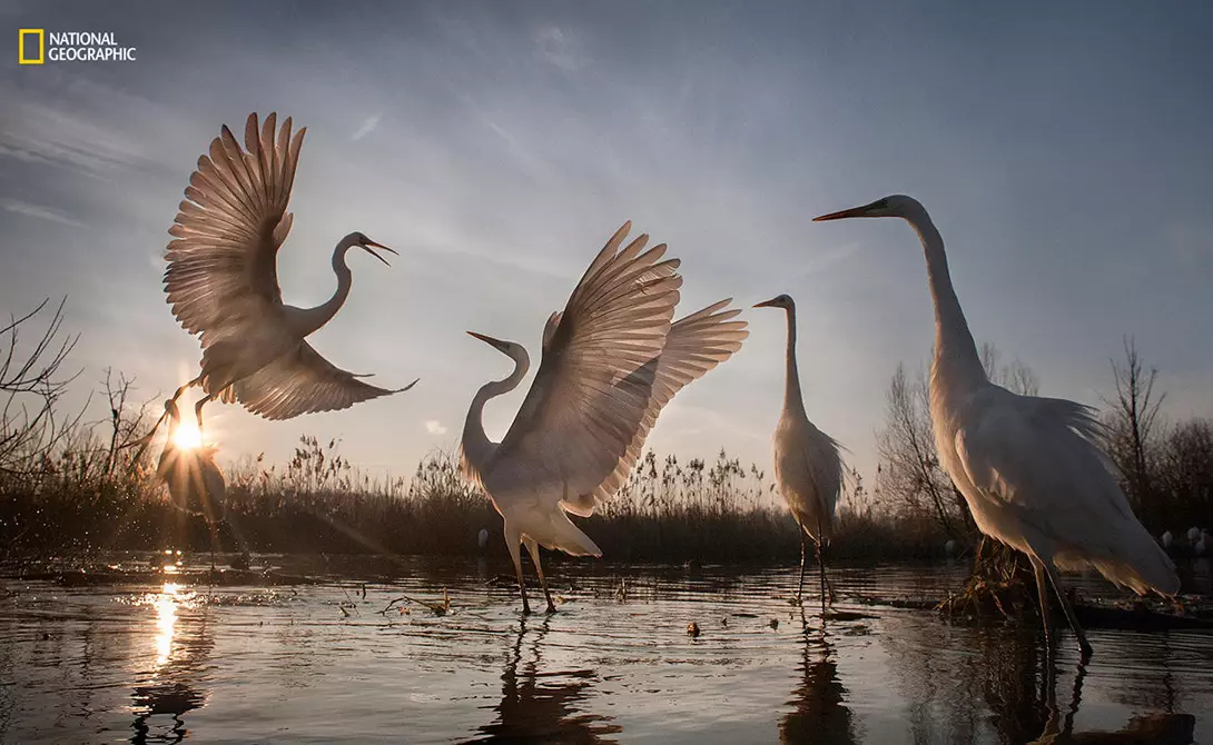 Le migliori foto dell'anno del National Geographic