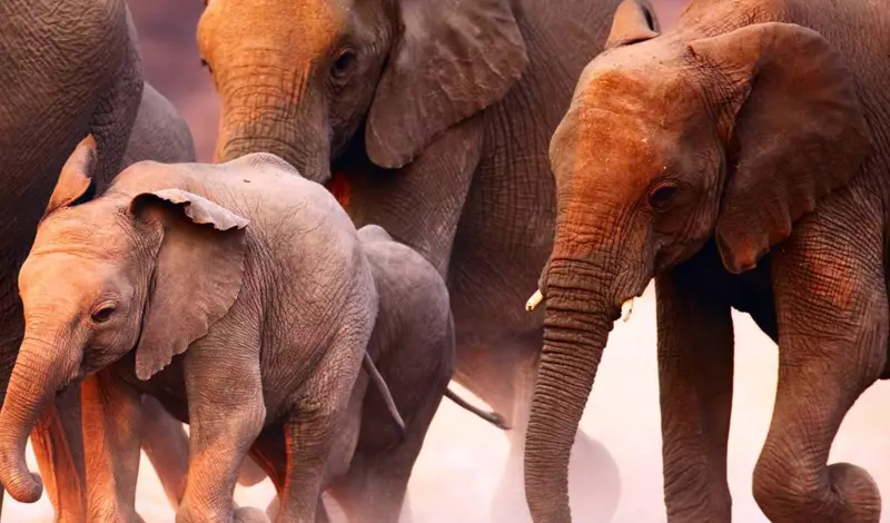 Elephant Frenzy Chandka Forest þjáðist af þurrka allt árið 1972. Hitinn og algjört vatnsleysi gerði fílana á staðnum brjálaða: þeir hlupu í næsta þorp og troðu 25 manns. Fimm þorp til viðbótar voru flutt í skyndi.