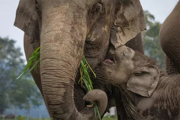 Chiang Mai, Thailand