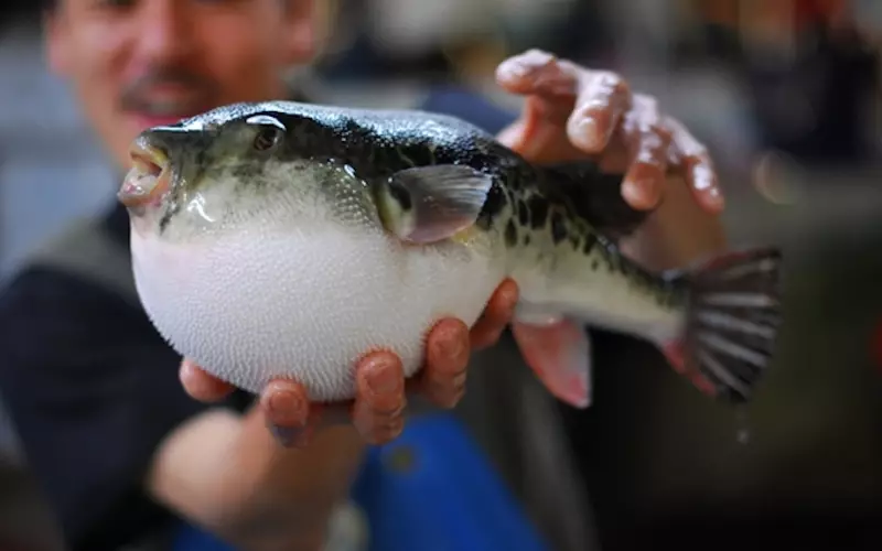 Fugu Jie sako, kad tai skani žuvis. Tiesiog neįmanoma kitaip paaiškinti šio pavojingo produkto populiarumo. Fugu visada patiekiamas žalias. Virtuvės šefas, prisipažinęs ruošiantis rizikingą patiekalą, privalo nesėkmingai išklausyti sertifikuotus kursus. Mokymai trunka mažiausiai metus. Žuvies viduje yra mirtino nuodų tetrodotoksino - 1200 kartų toksiškesnis nei cianidas. Kvalifikuotas virėjas turėtų paruošti fugu taip, kad gurmanas pajustų nedidelį dilgčiojimą liežuvio gale (nuodų likučius) ir tuo pačiu nereikėtų nerimauti dėl galimo nervų sistemos sutrikimo. sistema.