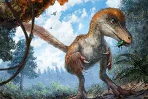 Lucertola piumata: strano dinosauro ha sconcertato gli scienziati