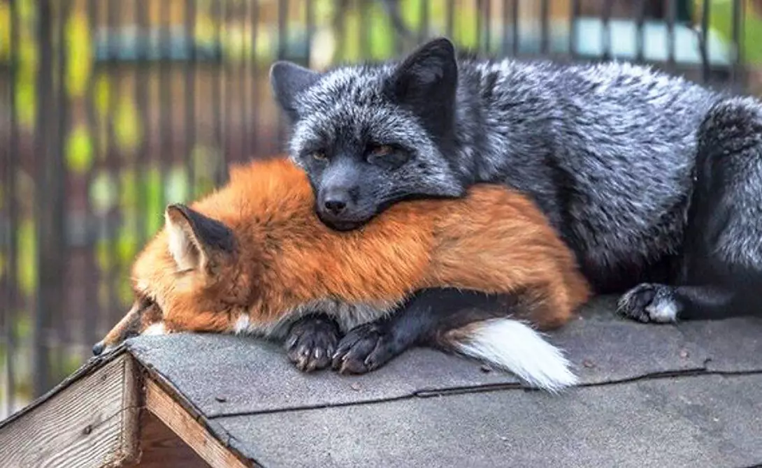 How to get a pet fox