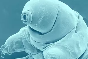 Ang sekreto sa mga tardigrade: kung giunsa ang paglihok sa usa ka binuhat nga mahimo nga mabuhi sa hapit bisan unsang palibot