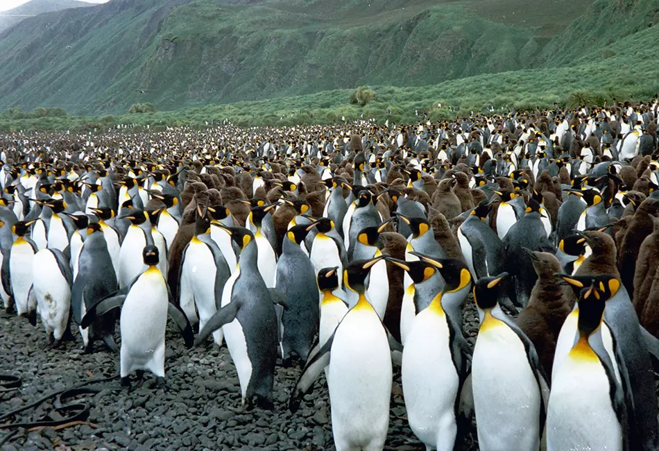 Tsibirin Macquarie yana tsakiyar rabin tsakanin Tasmania da Antarctica don haka ya dace da masana kimiyyar Australiya. Masu binciken 20 da ke zaune a nan tare da kayan aikin su sun ƙunshi yawan mutanen tsibirin.