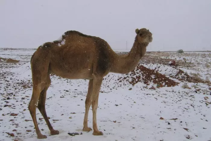 Sahara Thaum Lub Ib Hlis 2012, lub caij ntuj no tuaj rau North Africa. Daus npog Morocco, thaj tsam yav qab teb ntawm Algeria thiab txawm tias Sahara suab puam, uas tau hloov pauv mus rau thaj chaw daus rau ib hnub.