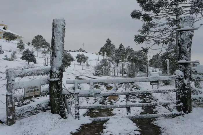 Brazil Thaum Lub Xya Hli 2013, Brazil tau daus los. 90 qhov chaw nyob hauv lub tebchaws tau daus los. Nyob rau sab qab teb ntawm lub tebchaws, tus pas ntsuas kub tau poob qis 7 degrees. Frosts tseem cuam tshuam rau Paraguay, Uruguay, Argentina thiab Chile.