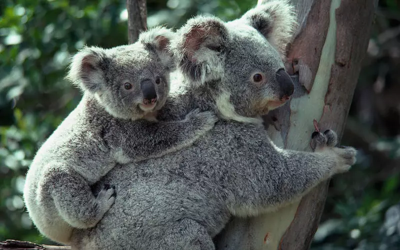 Koala Zālēdājs marsupial, kura dzimtene ir Austrālija, gandrīz visu mūžu sēž eikalipta koku vainagos un barojas ar dzinumiem un lapām, kas satur fenola un terpēna savienojumus. Tā kā lapas ir ļoti izturīgas un indīgas, tās tās ēd lēni un arī lēni sagremojas. Sēžot uz tik mazu uztura diētu, lai taupītu enerģiju, koala guļ lielāko dienas daļu, un, ja tā kustas, tad ar ātrumu 25 jūdzes stundā.