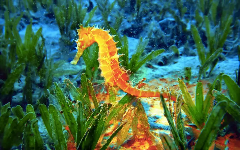 Seahorse Eiginleikar líkamsbyggingarinnar gera sjóhestinn, sem er á stærð við 2 til 30 cm, ósýnilegur meðal þörunganna og óaðgengilegur rándýrum. Þeir nærast á litlum krabbadýrum og rækjum og til að sjá sér fyrir fæðu hafa þeir aðeins 0,04 cm hraða á sekúndu.