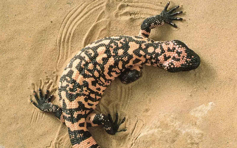 Arizona Gila Monster Venom na -etolite na glands salivary nke agba agba nnukwu gilasi. Nsi na -eje ozi naanị dịka ngwa ọgụ. Ngwere nwere ike ịchụrụ ya àjà naanị mgbe ọ na -ata nri, ebe ọ na -enweghị akwara maka nsị a manyere ya, ọsọ ọsọ ha na -aga bụ kilomita 15 / awa.