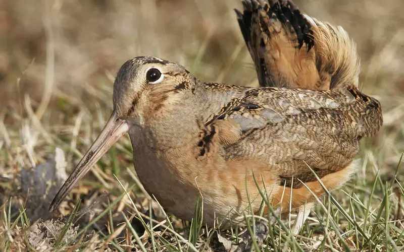 American Woodcock Liturinn á fjaðrinum á fuglinum gerir honum kleift að sameinast runnum og í undirvexti. Hryggleysingjar og ánamaðkar eru grundvöllur mataræðis þeirra. Til að ná þeim er nóg að fuglinn hreyfist á 5 mílna hraða / klst.