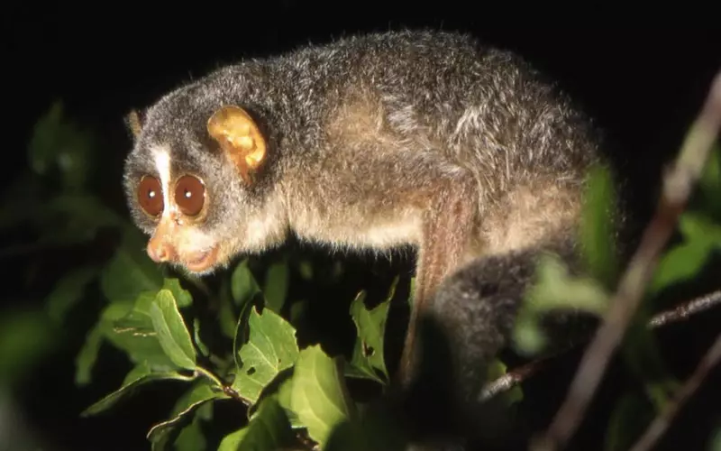 Lori Lori bụ onye arboreal. N'elu ikpere ụkwụ, ha nwere glands pụrụ iche na -emepụta ihe nzuzo nke na -ejikọ ọnụ na -aghọ nsí. O zuola anụmanụ ka ọ rachaa onwe ya wee mepụta "ihe agha" a na -adịghị ahụ anya site n'aka anụ na -eri anụ. Ha na -aga ịchọ nri n'abalị. Iji zere ime mkpọtụ, ha na -eji nwayọ na -akpagharị nke ọma, na kilomita 1.3 kwa elekere.