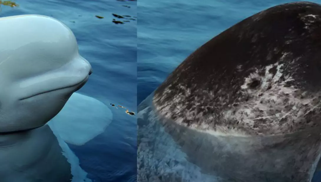 Beluga a narwhal