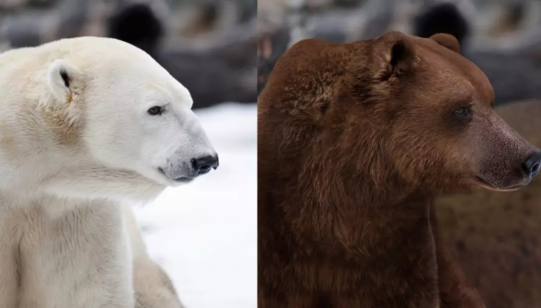 ホッキョクグマとグリズリークマ