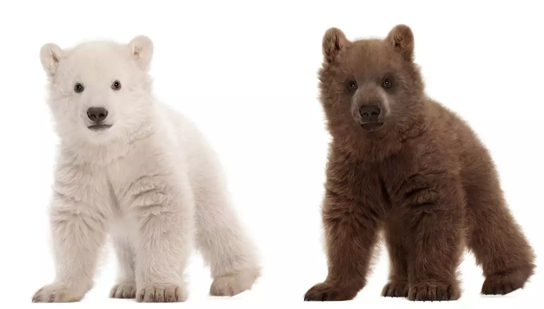 ホッキョクグマとグリズリークマの子犬