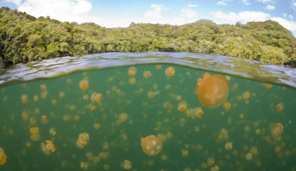 Lago Medusa, Palau Medusa pode ser unha molestia para os turistas en praias oceánicas, pero facer snorkel con eles no Lago Medusa no arquipélago das Illas Rochosas do Pacífico é un pracer absolutamente indescriptible. As medusas douradas son esferas luminosas que poden ter o tamaño dunha moeda ou dun balón de fútbol. Esta é a única especie de medusa cuxa capacidade de picar desapareceu no curso da evolución.