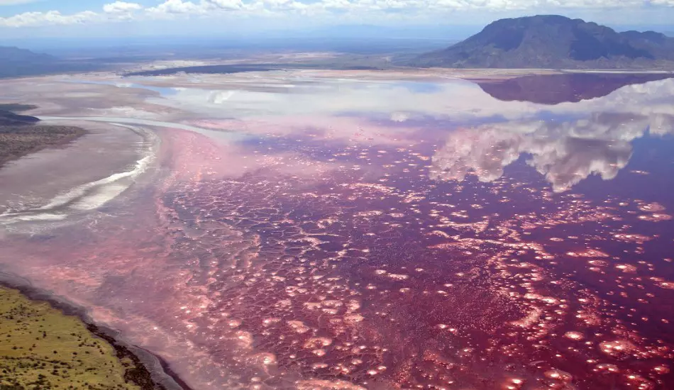 Lago Natron, Tanzania Este lago realiza un excelente traballo na conservación de animais salvaxes, pero só nun sentido pouco familiar da frase. Natron converte literalmente os animais e os paxaros en pedras, coma se mirasen aos ollos de Medusa Gargona. As aves perfectamente fosilizadas (incluso pombas) e os morcegos lávanse á beira do lago de cando en vez. Este nefasto lago debe a súa capacidade de calcificación ás cinzas tóxicas e ás cinzas emitidas polos volcáns circundantes. Ninguén pode dicir con certeza como morren os paxaros e os animais, pero parece que a superficie perfectamente reflectante do lago está a facerlles un mergullo fatal.