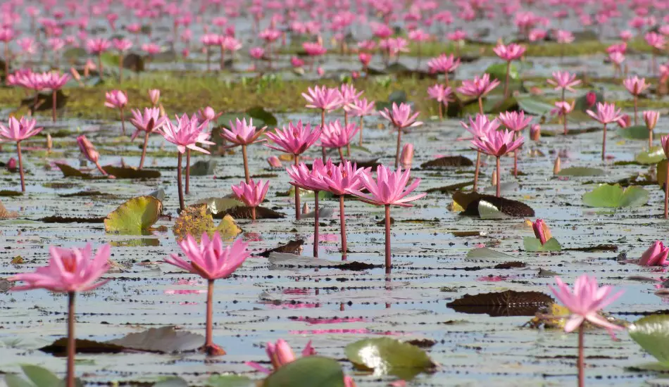 Lago Nong Han, Tailandia Cada año, miles y miles de lotos rojos florecen aquí, que transforman la superficie del lago Nong Han de Tailandia en un campo gigante de flores flotantes. Este jardín acuático comienza a florecer en octubre, justo después de la temporada de lluvias, y la floración alcanza su punto máximo en diciembre, cuando los lugareños viajan en botes para disfrutar de la belleza. Lo mejor es contemplar el lago floreciente antes del mediodía, cuando los lotos se abren al máximo.